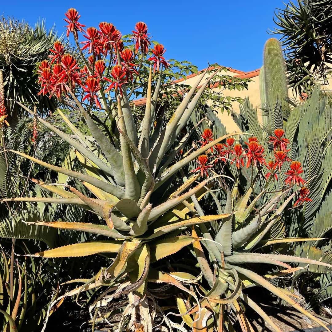 Aloes: Aloe "Hercules"