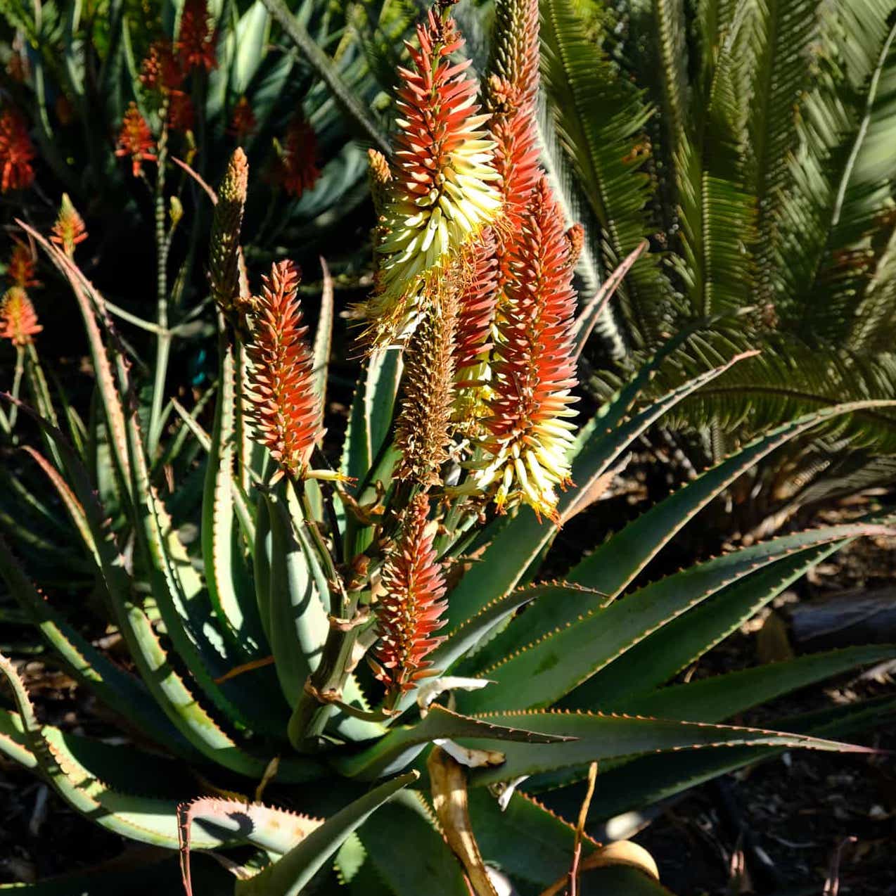 Aloes: Aloe 'Dave Verity'