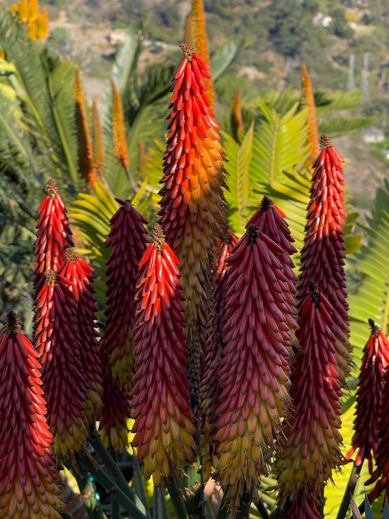 Aloes: Aloe "Hot Flash"