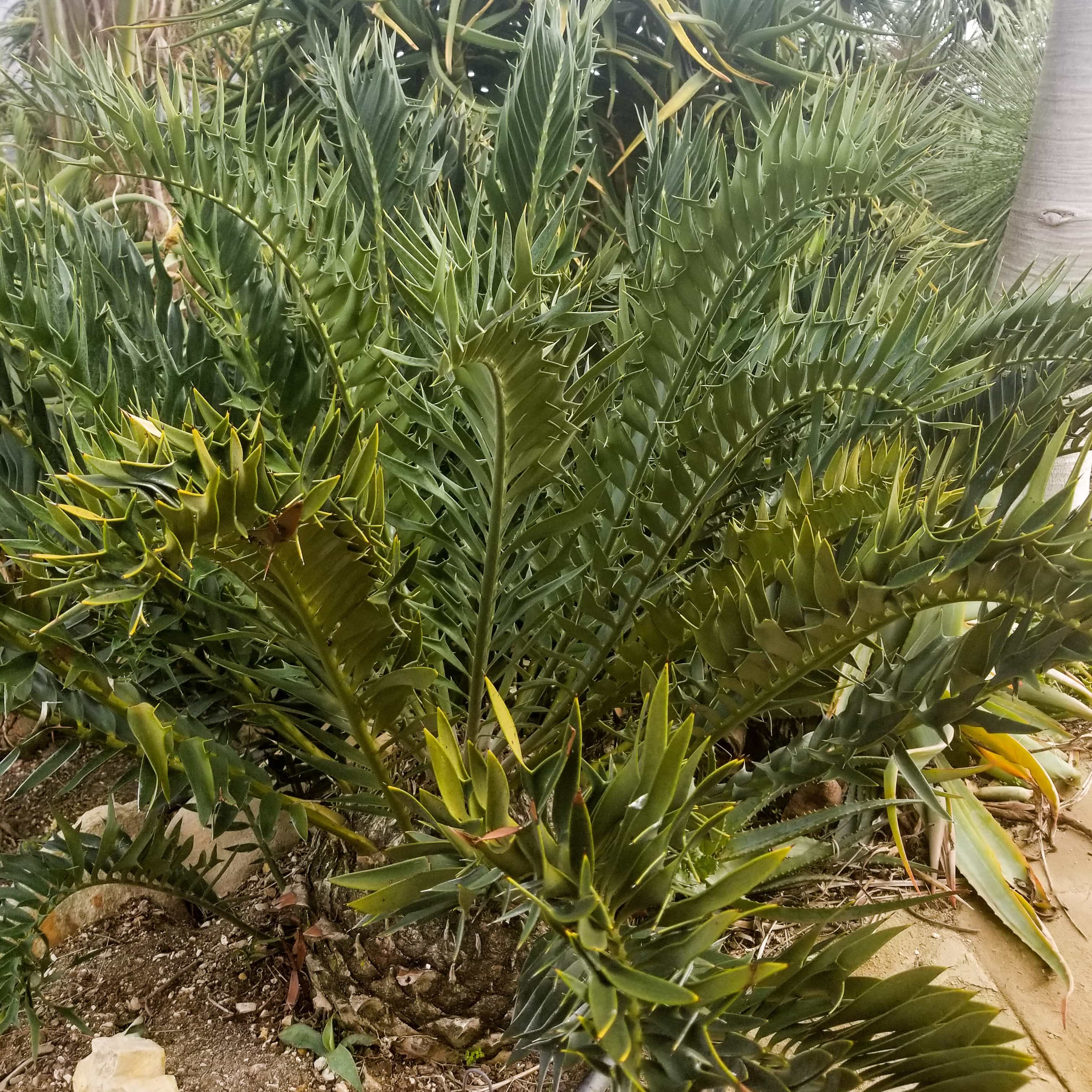 Cycads: Encephalartos horridus x longifolius