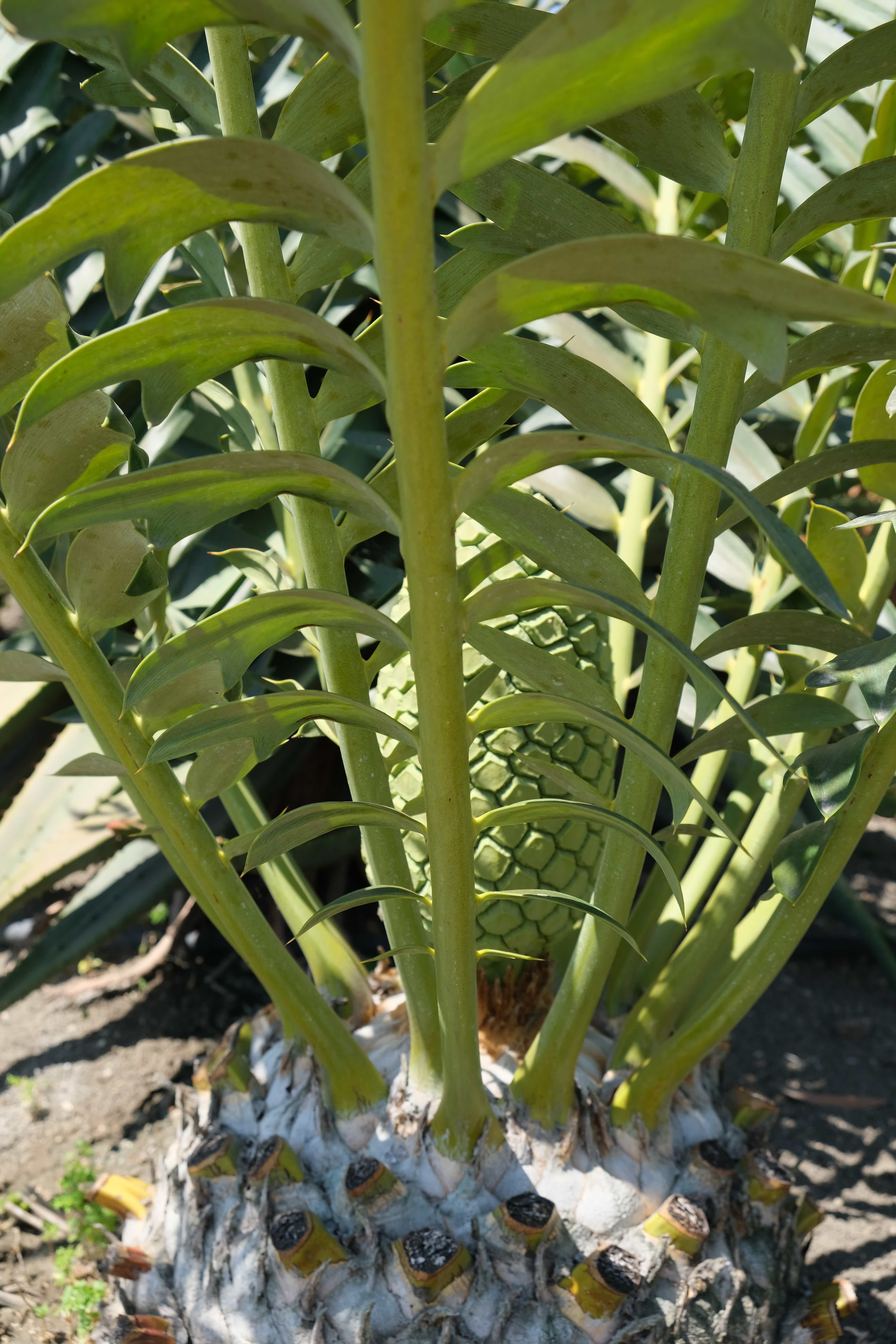 Cycads: Encephalartos arenarius x horridus
