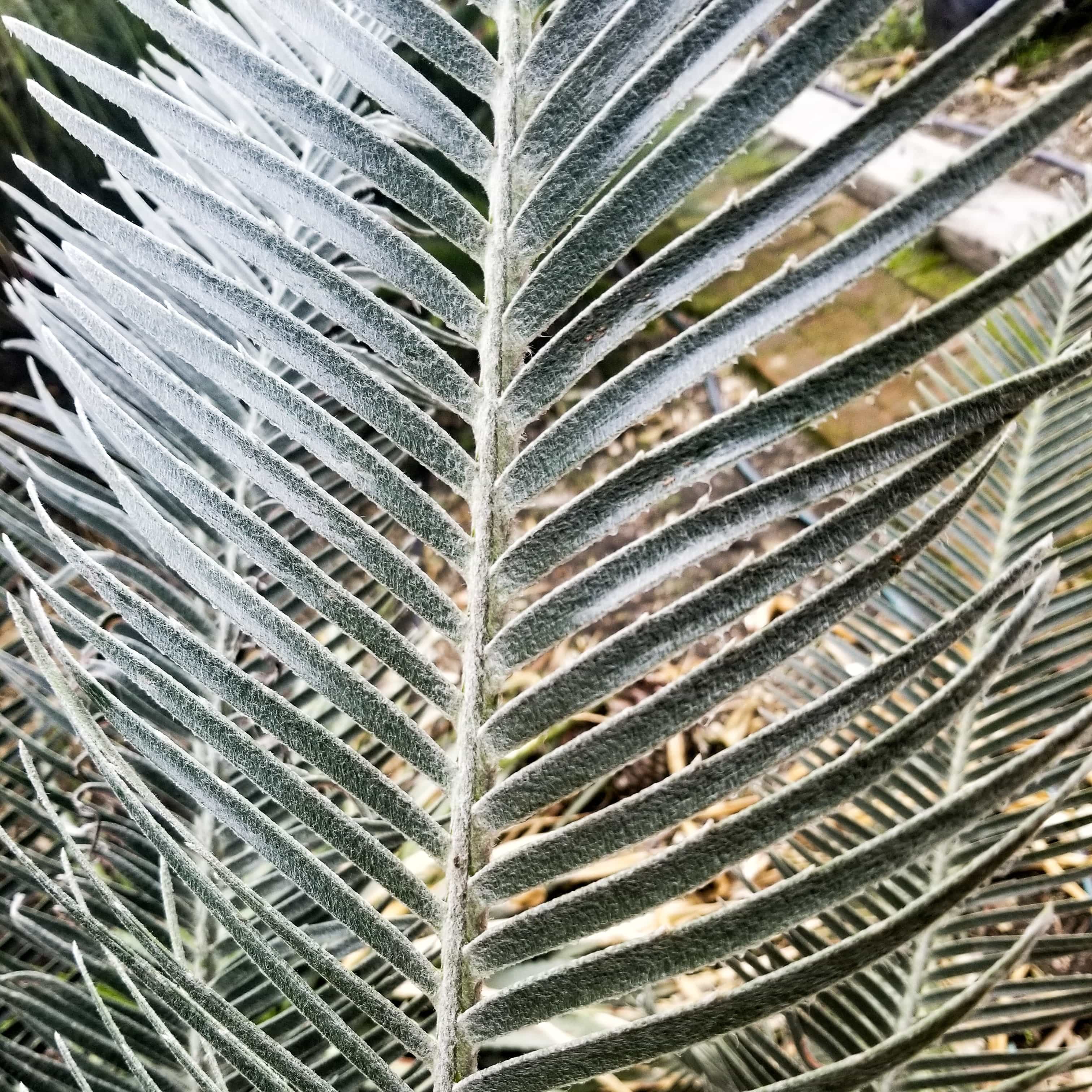 Cycads: Dioon argenteum