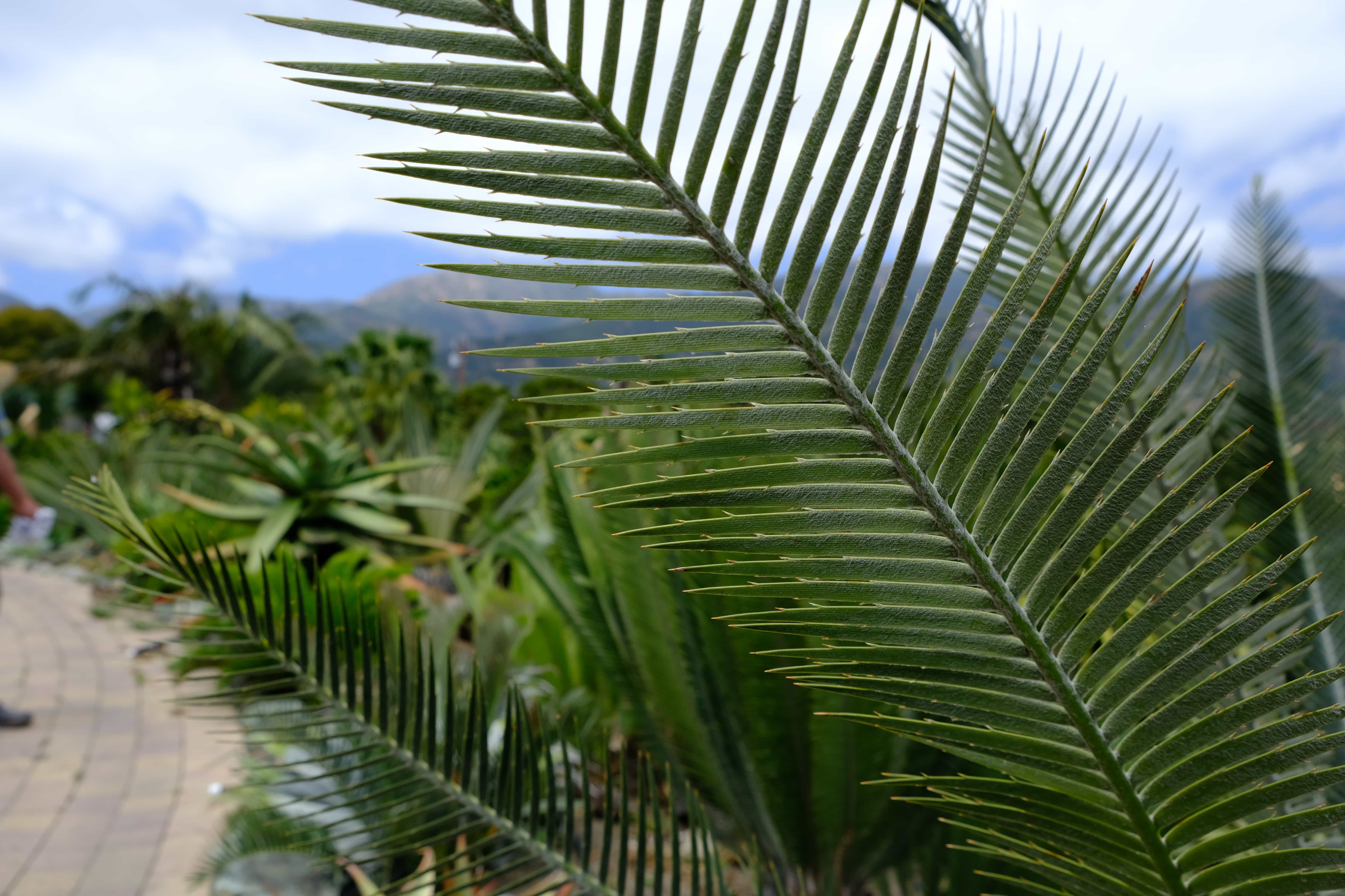 Cycads: Dioon argenteum