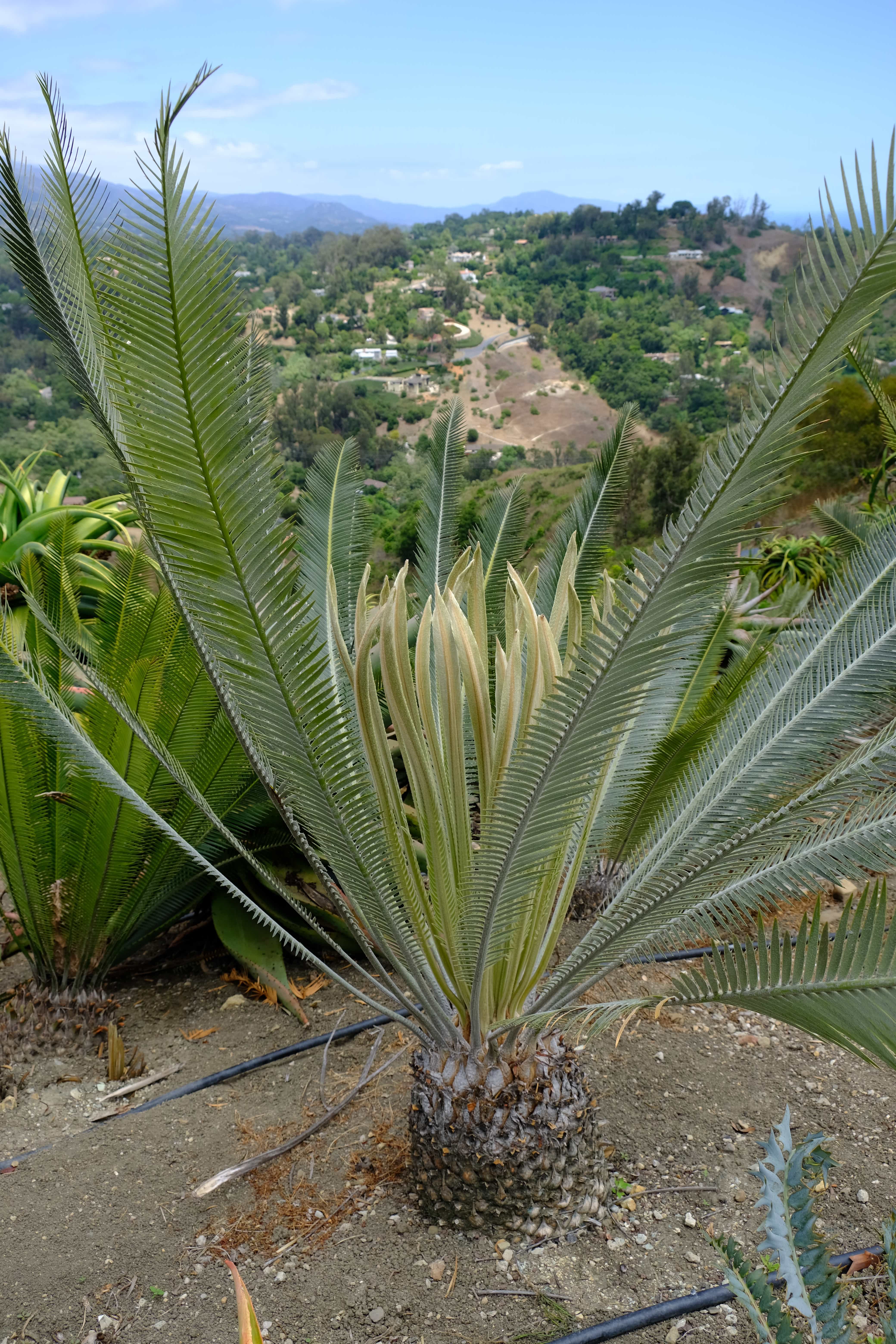 Cycads: Dioon argenteum
