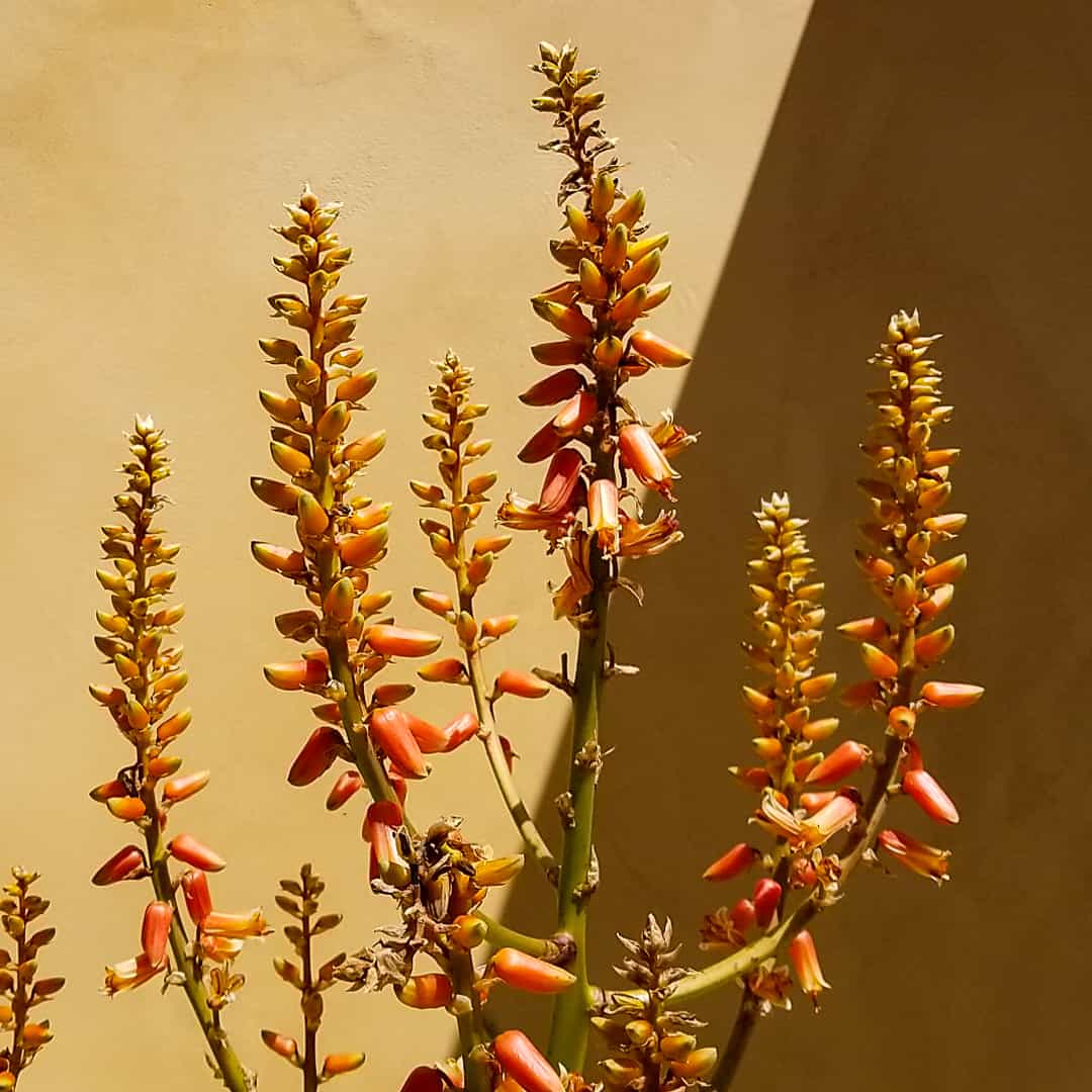 Aloes: Aloe excelsa