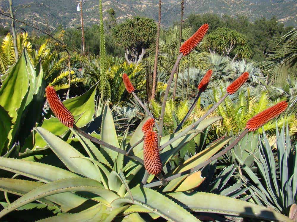 Aloes: Aloe excelsa