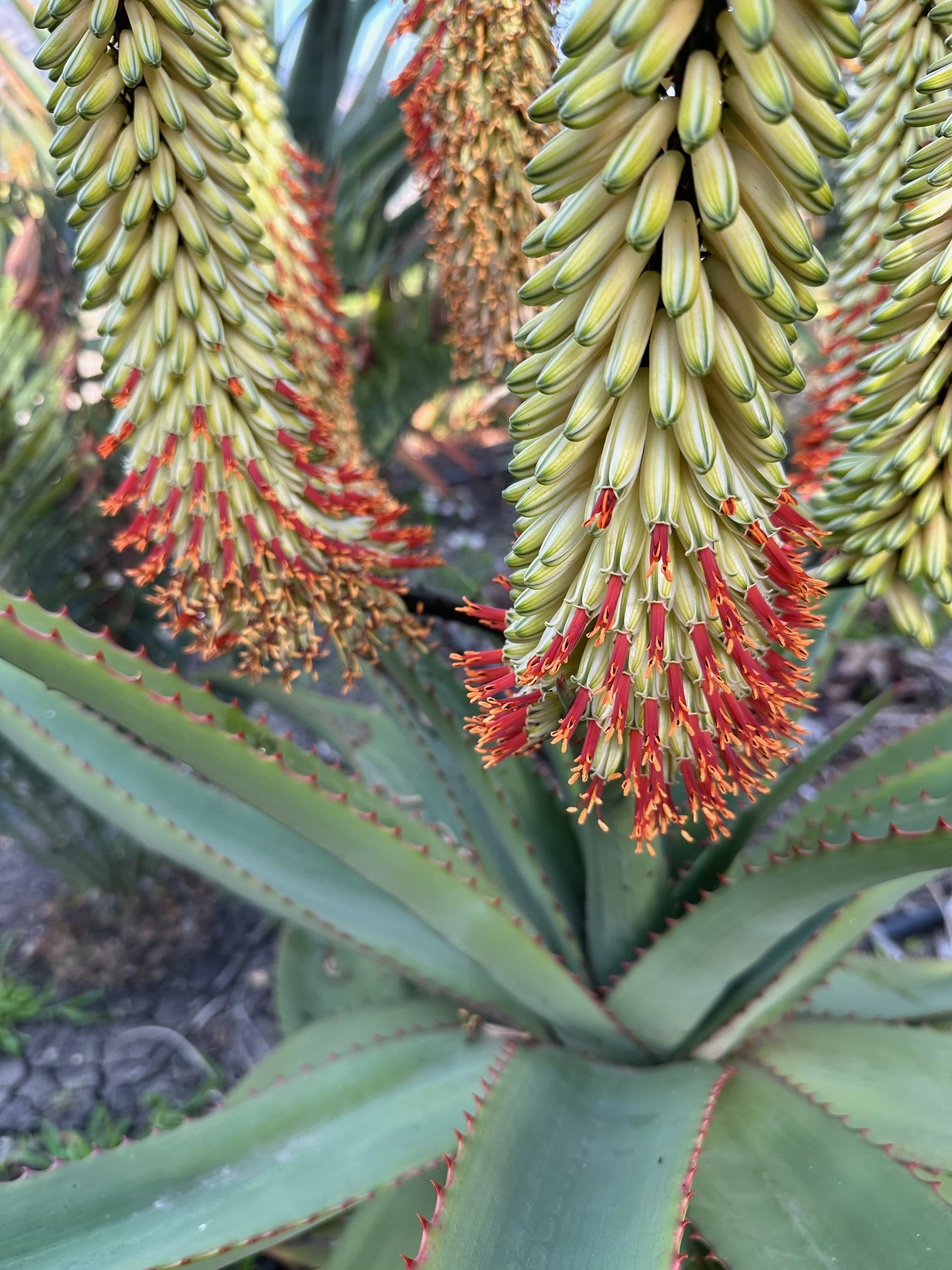 Aloe Bloom Tour