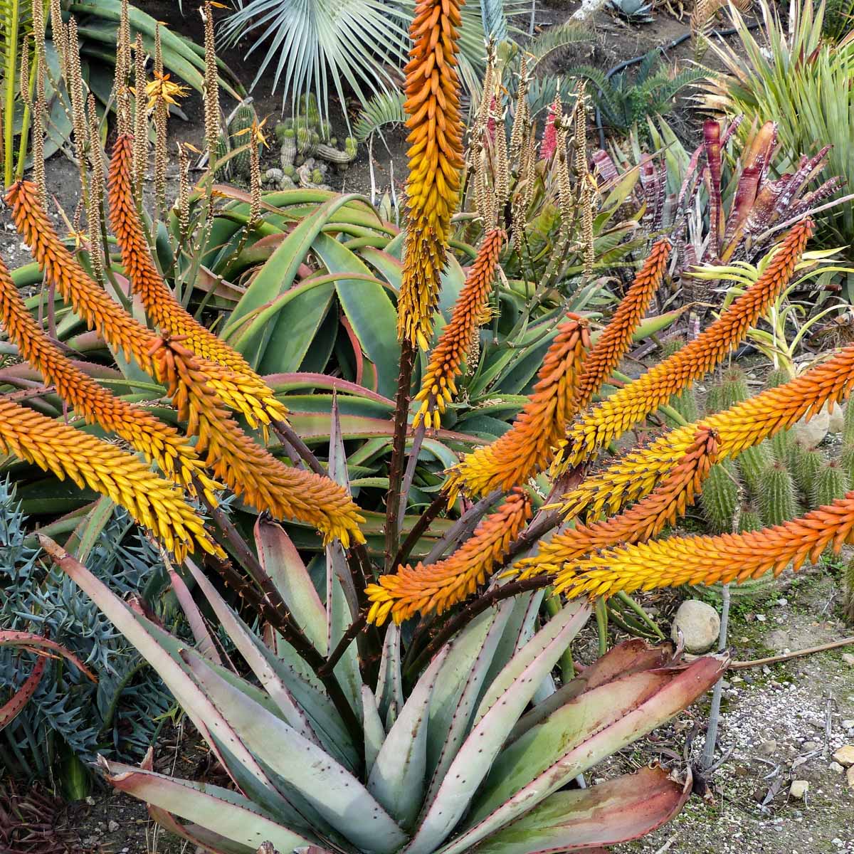 Aloes: Aloe "Hercules"