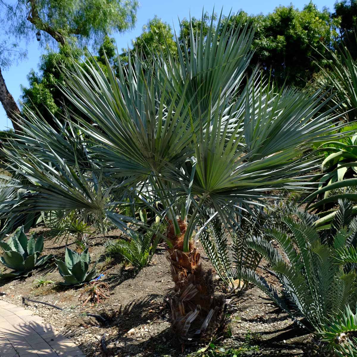 Palms Specimen Gallery