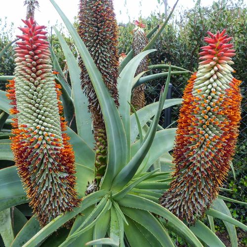 Aloes Specimen Gallery