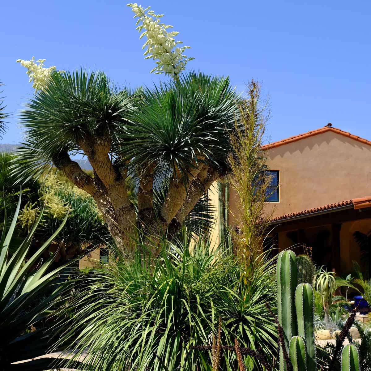 Succulent Trees: Yucca rostrata