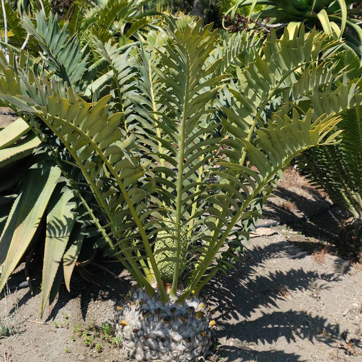 Cycads: Encephalartos arenarius x horridus