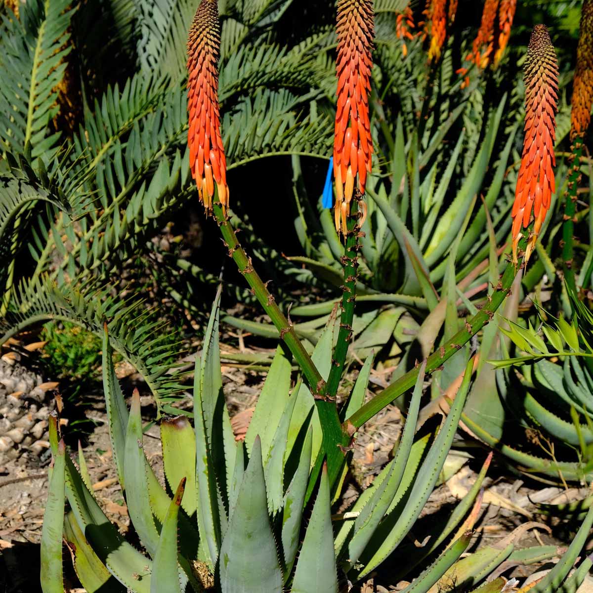 Aloes: Aloe reitzii