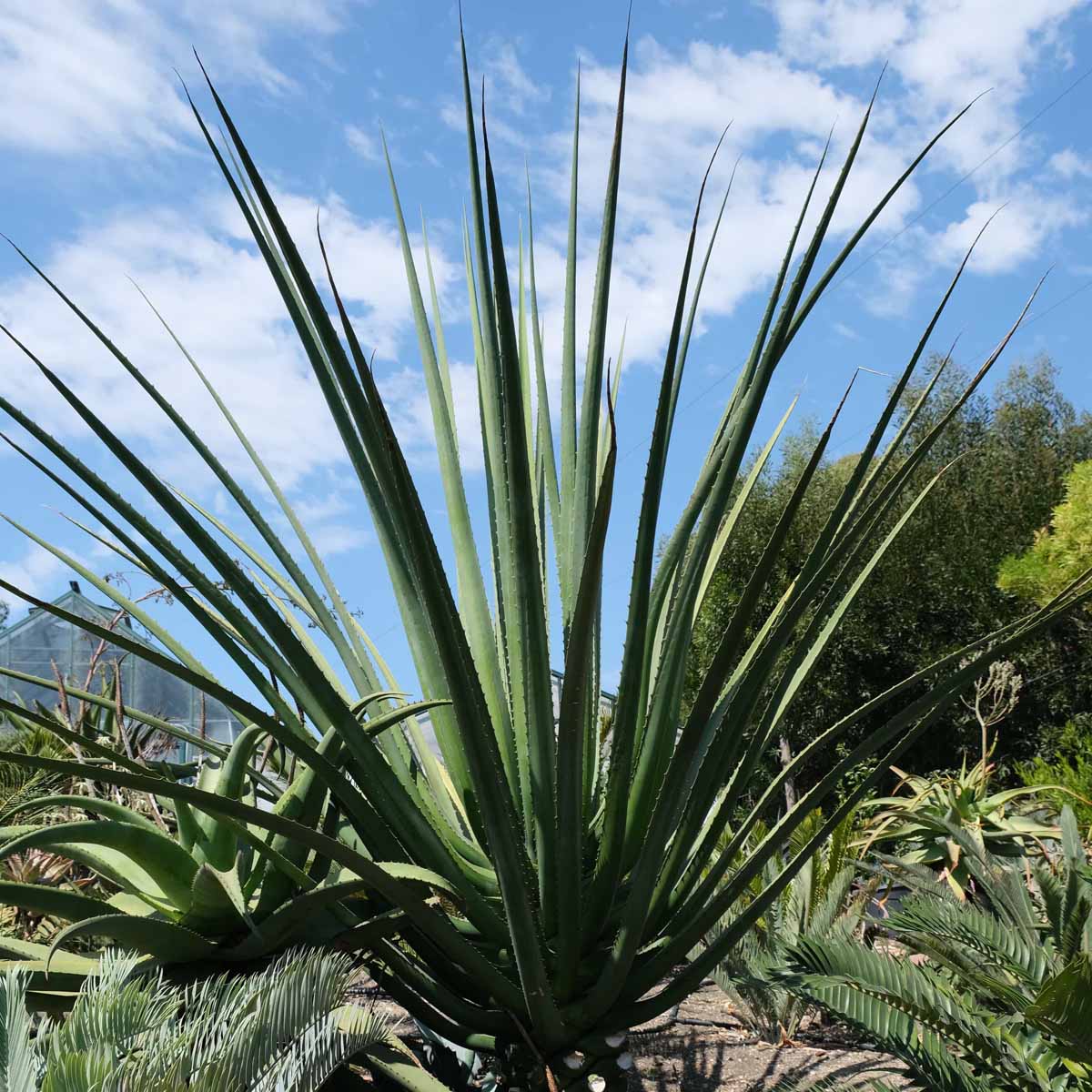 Agave and Hechtia Specimen Gallery