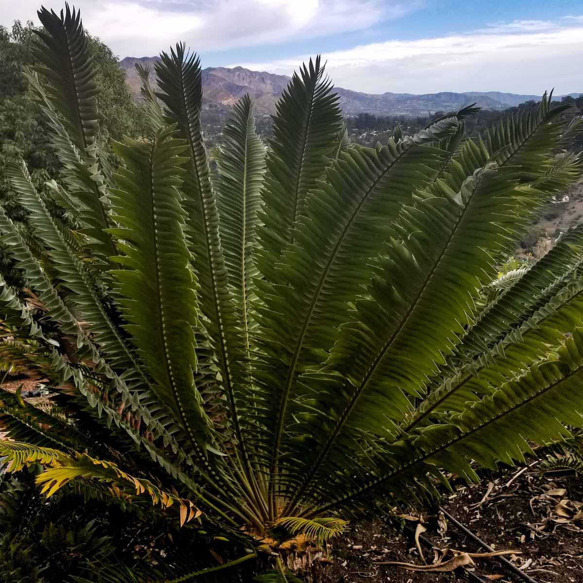Cycads: Encephalartos transvenosus