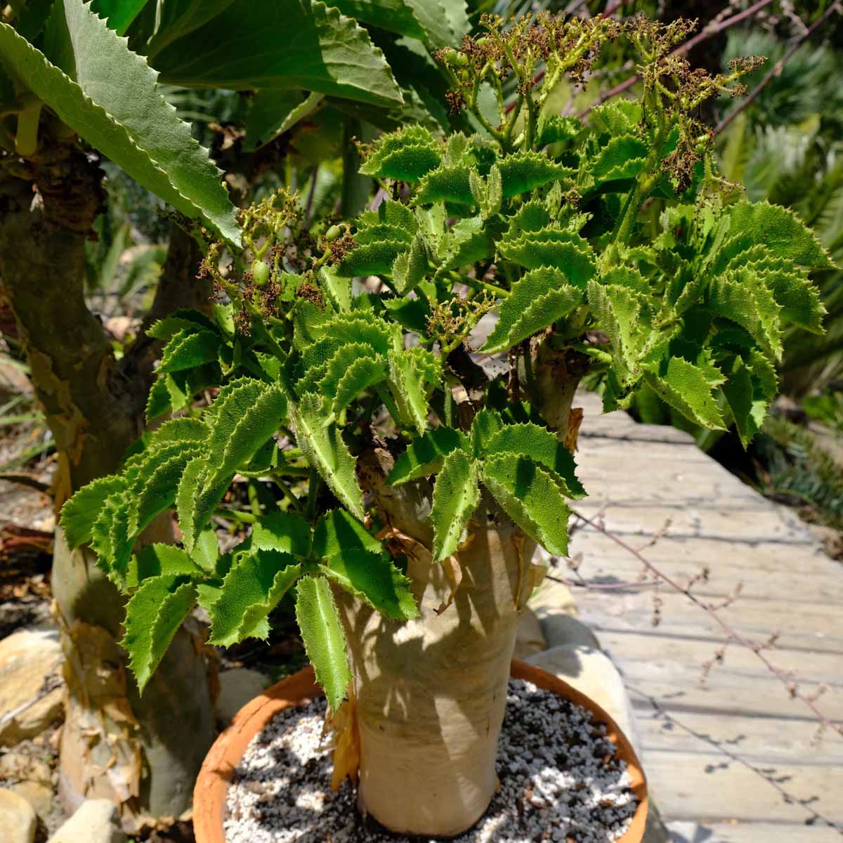 Cactus and Succulents: Cyphostemma uter