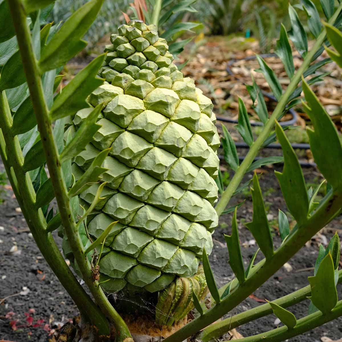 Cycads: Encephalartos arenarius