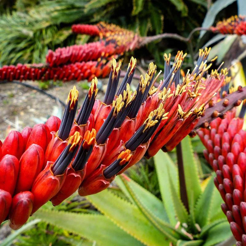 Aloes Specimen Gallery