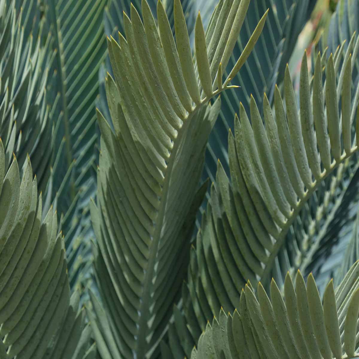 Cycads: Encephalartos princeps