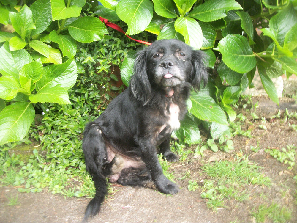 Animales de Asis | Amigos de Costa Rica