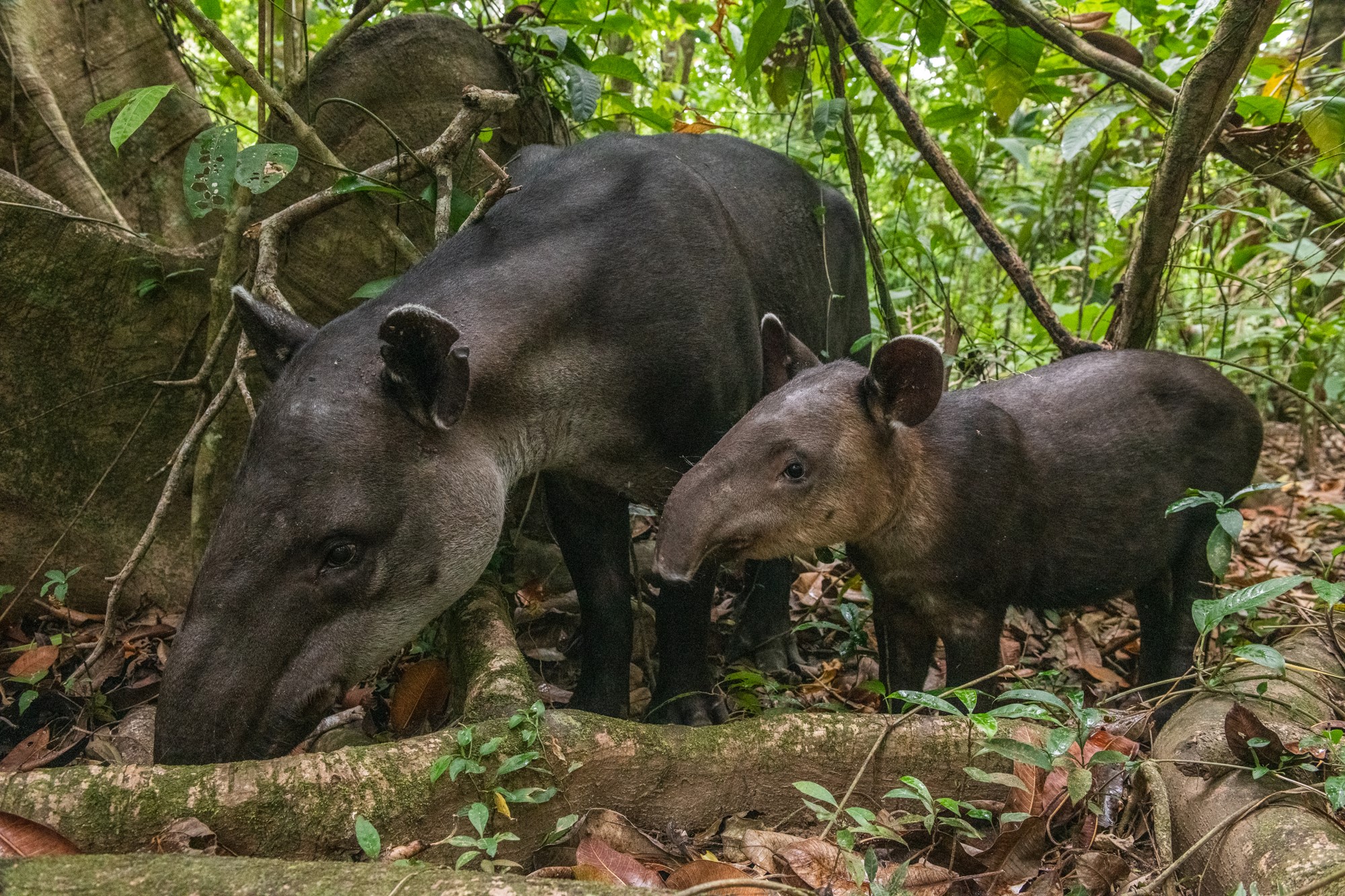 ASANA | Amigos of Costa Rica