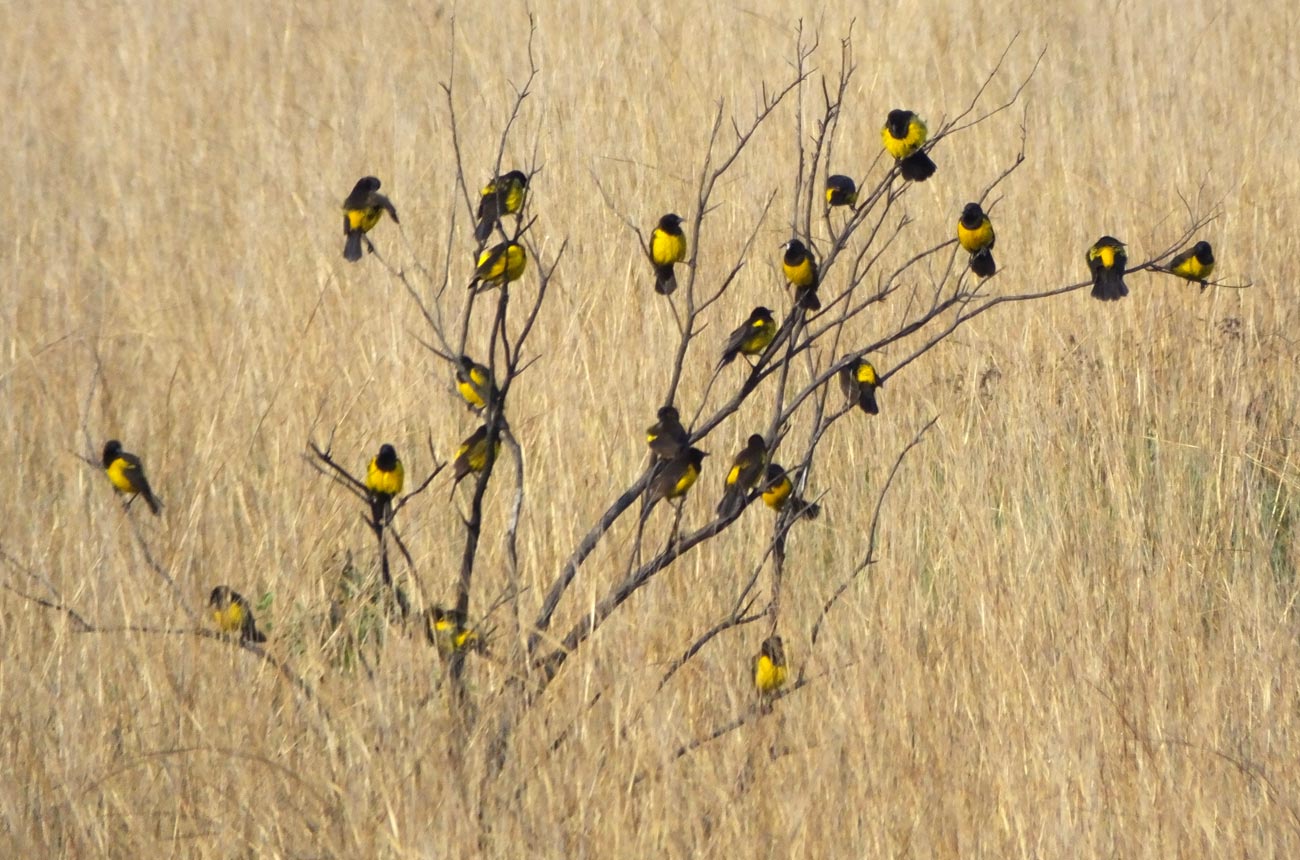 Paraguay Birding & Nature PBN