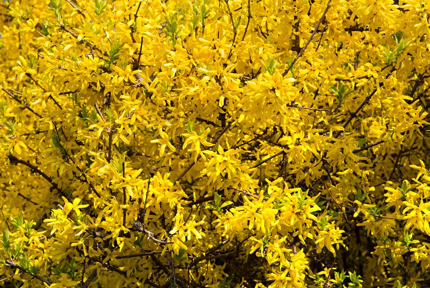 Forsythia blooms