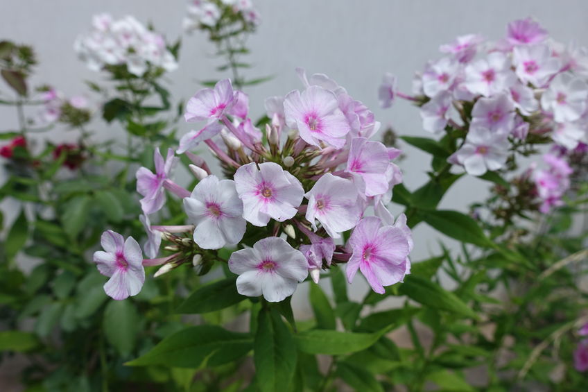 Garden Phlox