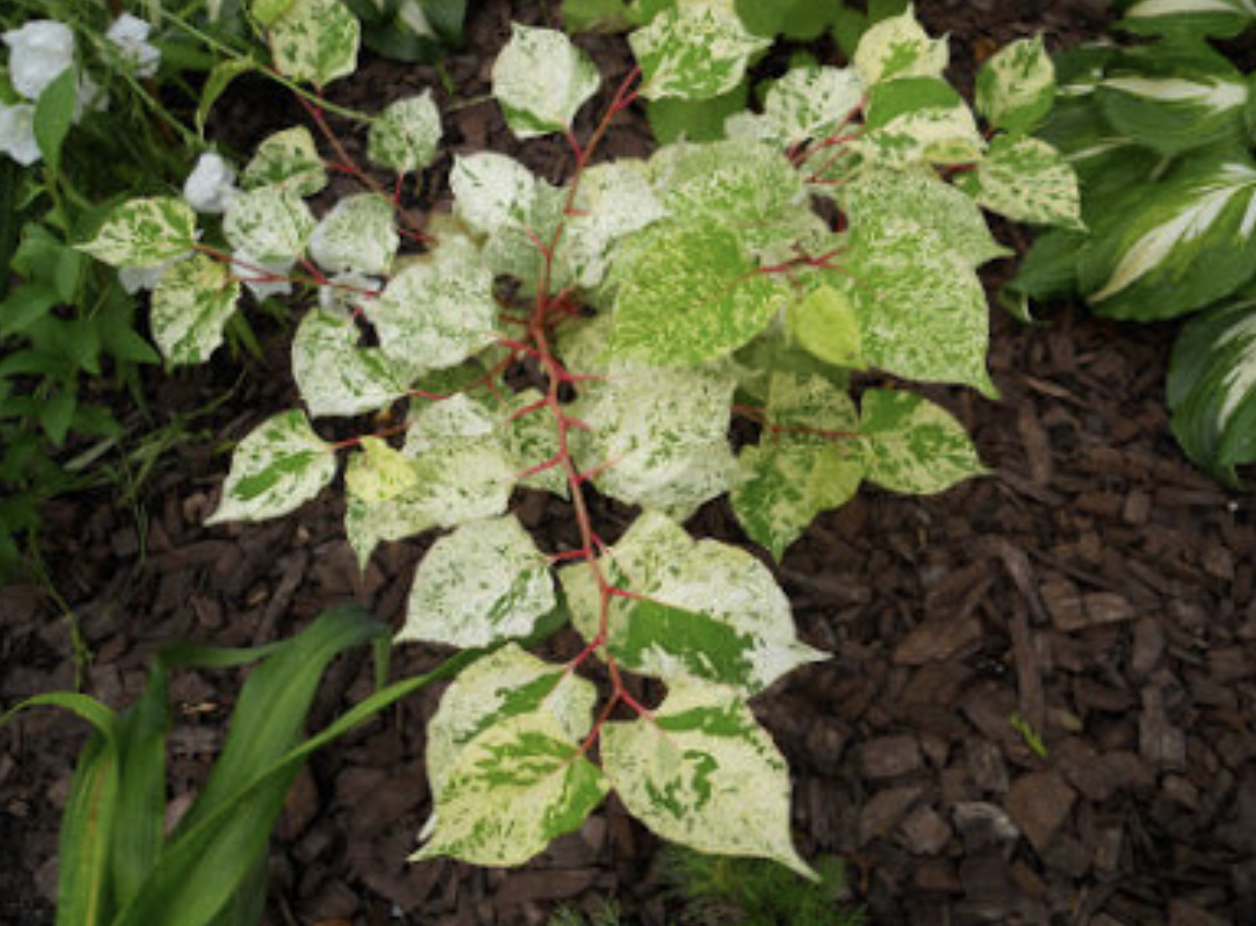 Spotlight On: Fallopia Japonica ‘Variegata’ - iScape