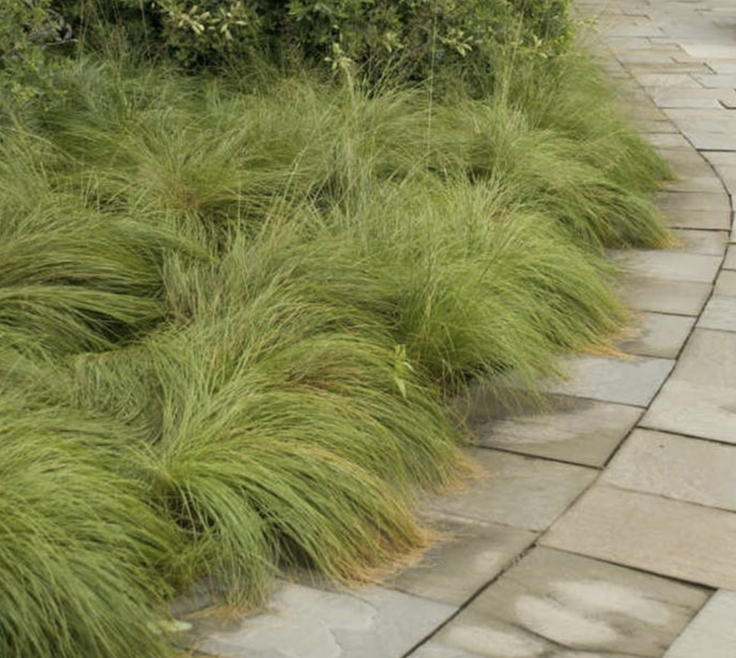 What You Need to Know About Ornamental Grasses