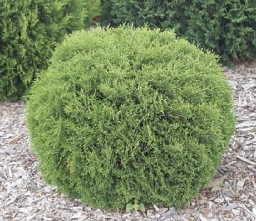 ‘Mr. Bowling Ball’ Arborvitae is a compact round variety, growing 3 ...