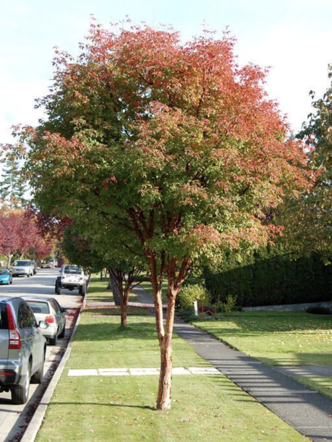 Trees That Will Go Into Fall Mode Before You Do