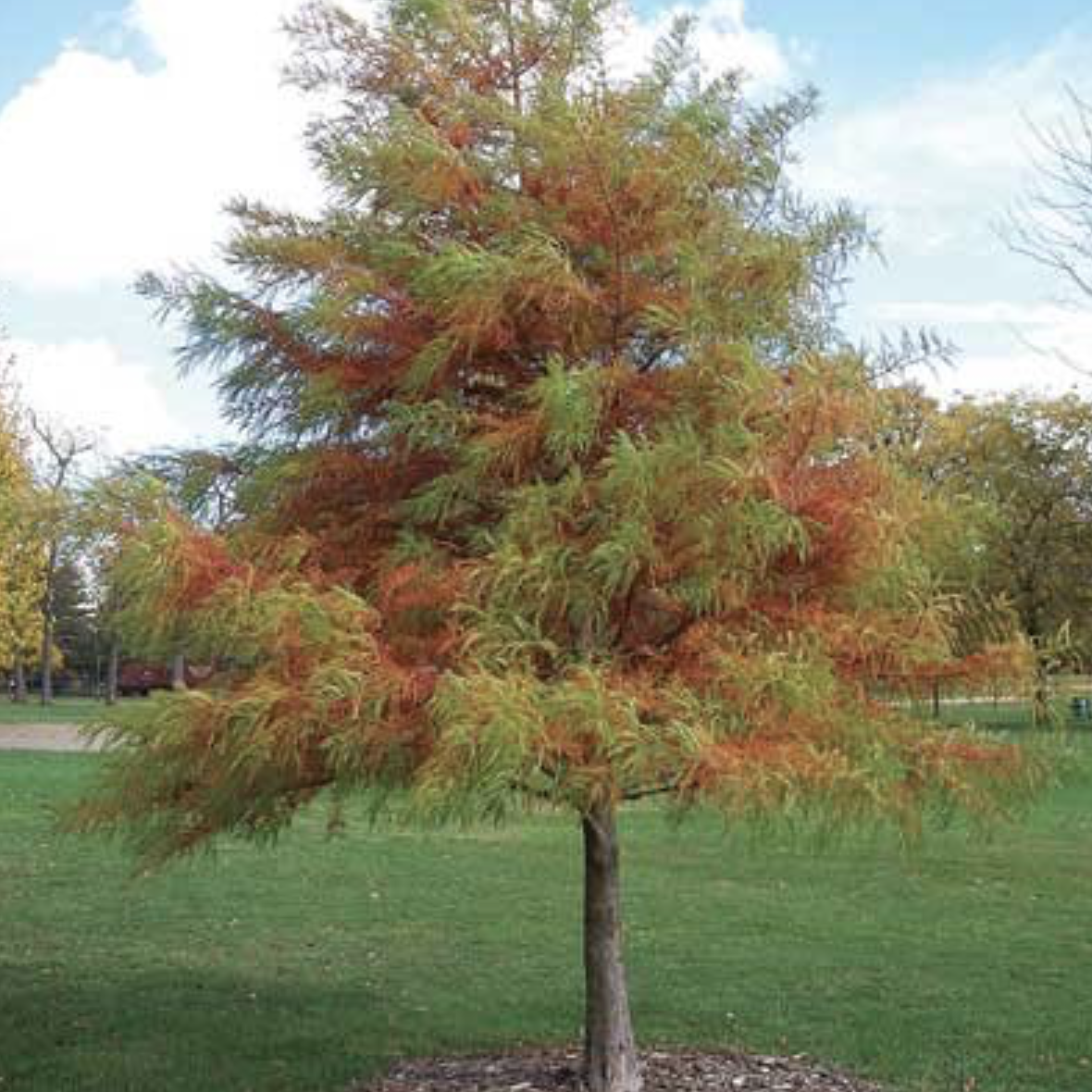 Trees That Will Go Into Fall Mode Before You Do