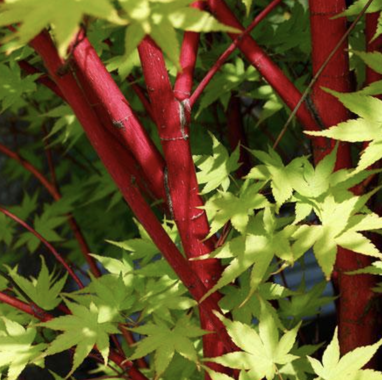 Paperbark Maple