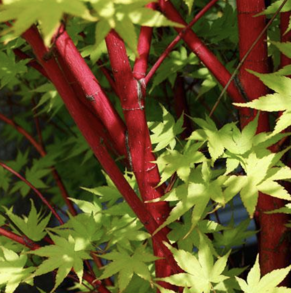 Coral Bark Japanese Maples features bright pink bark and lime green ...