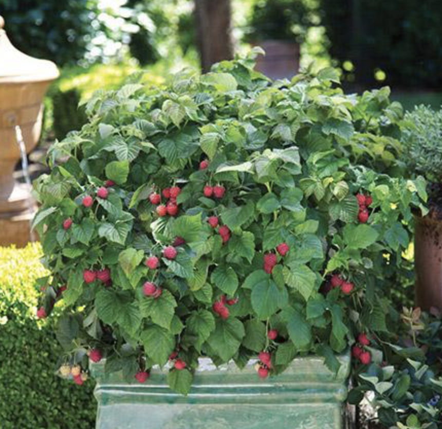 Raspberry Shortcake is a thornless raspberry plant that not only ...