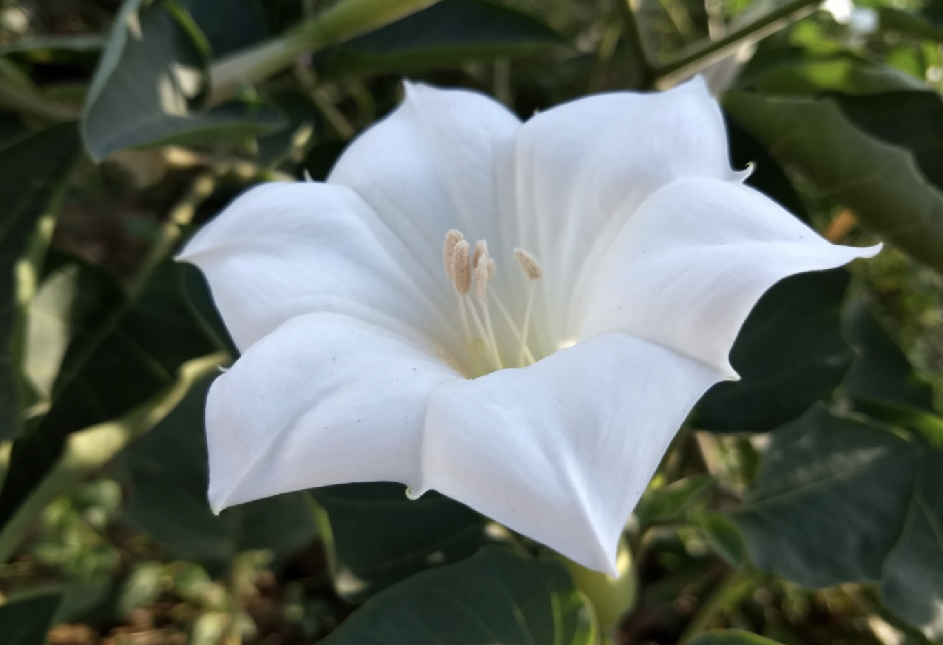 Everything You Need to Know About Night-Blooming Flowers - iScape