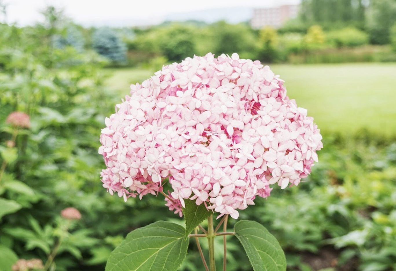 iScape Landscaping App: Brighten Up Your Yard With Pastels