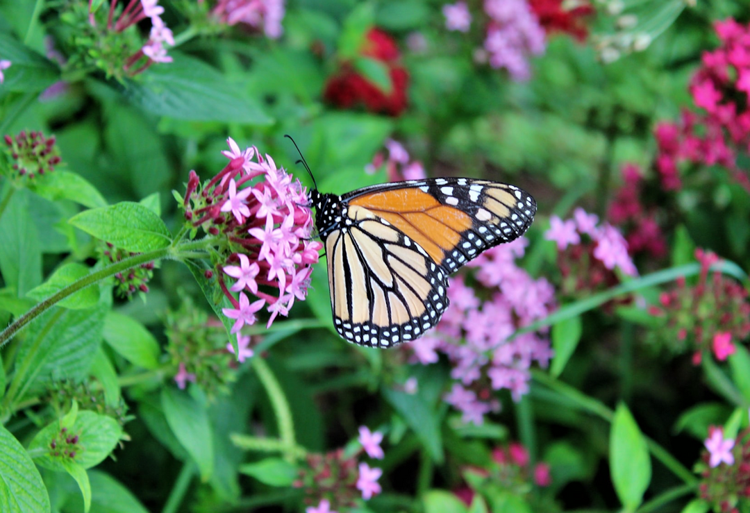 How To Retain And Support Beneficial Insects - iScape Tips