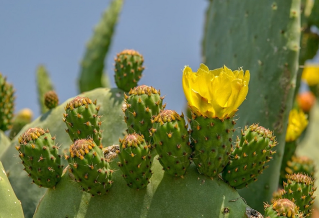 Prickly Pear Cactus is a beautiful ground hugging, native, multi ...