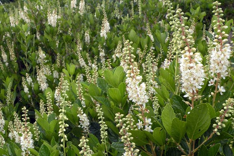 How to Grow Summersweet Clethra