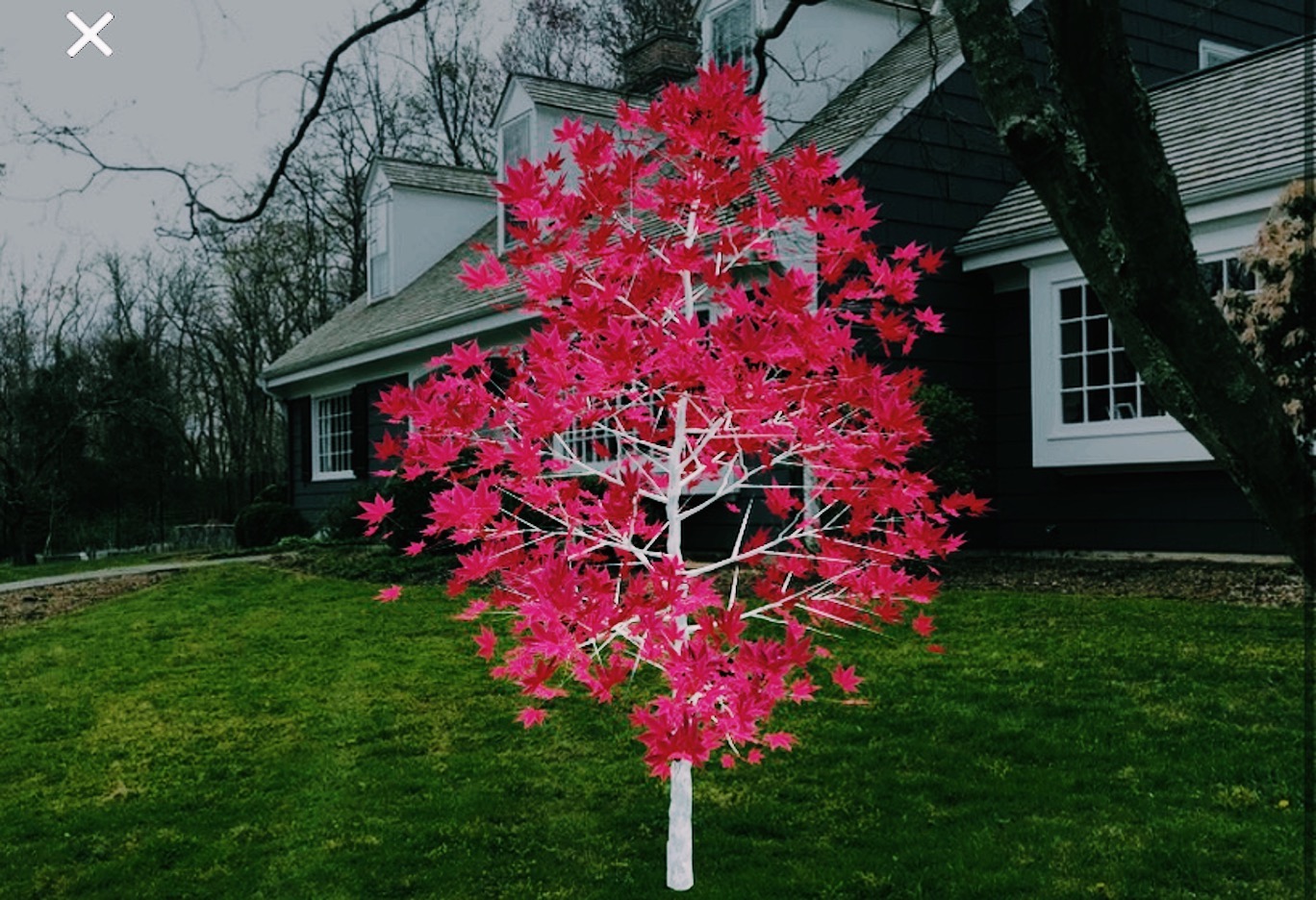 Blood Red Japanese Maple