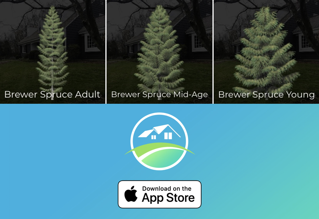 3 Amazing Landscape Design Tips You Can’t Overlook - iScape