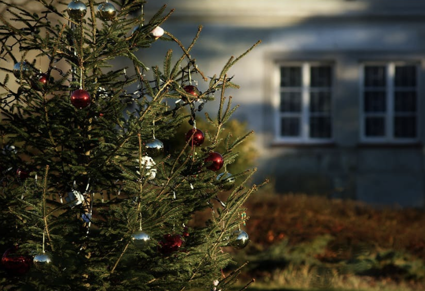 Plant a LIVE Christmas Tree in 6 Easy Steps - iScape