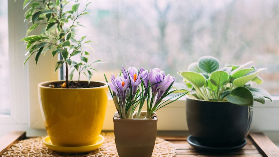 1. Check for a Water Reservoir or a Wick System