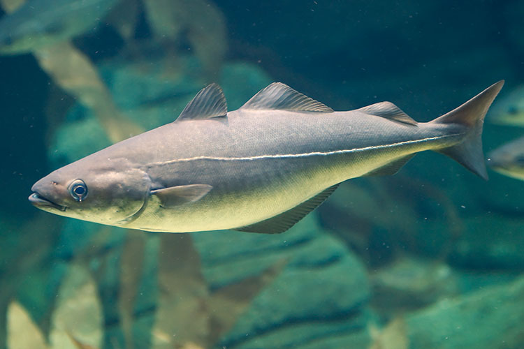 Norway’s IMR Launches USVs for Fisheries Research – Saildrone