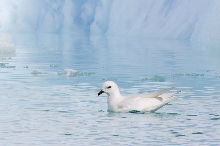 Can You Identify These Antarctic Seabirds? – Saildrone