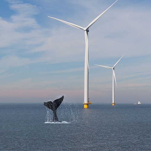 NOWRDC Awards $3.5M to Detect and Protect Marine Mammals Ahead of ...