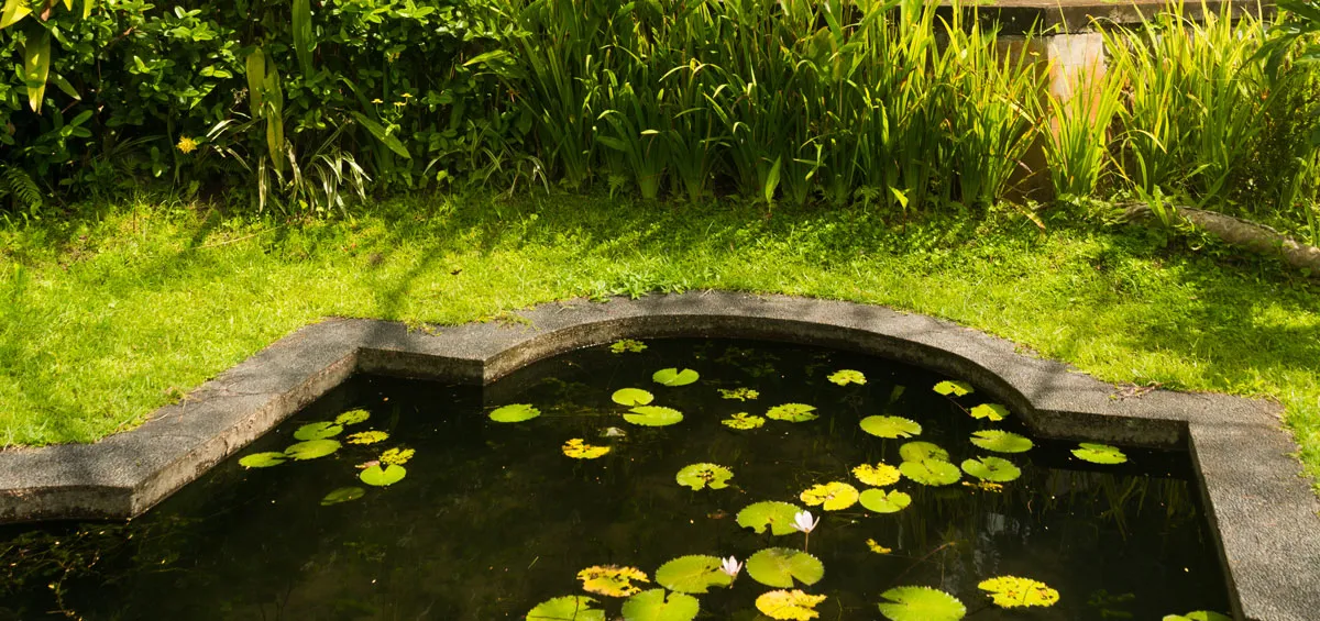 Houzy Magazin | Biotop im Garten: Eine Oase für Menschen und Tiere