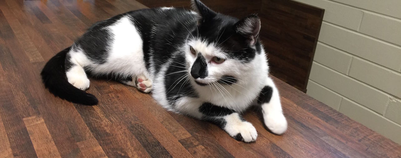 Downloadable Resources | Happy Jack Cats, Inc.